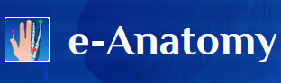 IMAIOS e-Anatomy
